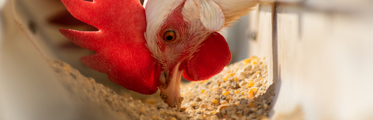 Estrategias para mejorar la conversión alimenticia en pollos de engorde